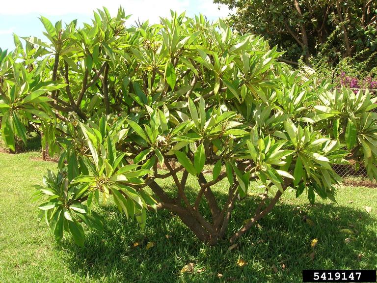 templetree (Plumeria rubra L.)