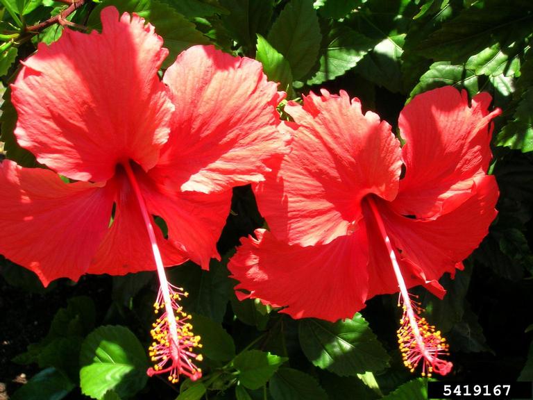 shoeblackplant (Hibiscus rosa-sinensis L.)