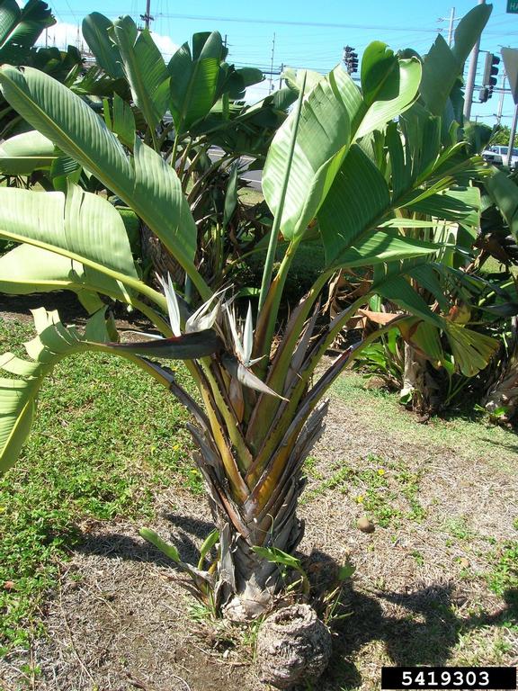 Paradise Tree