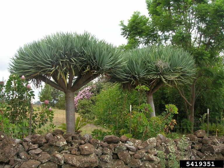 dragontree (Dracaena draco)