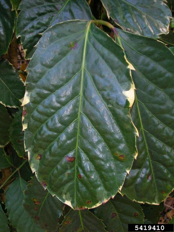geranium aralia (Polyscias guilfoylei)