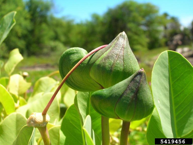 native caper (Capparis sandwichiana DC.)