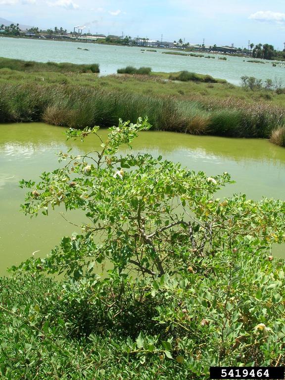 native caper (Capparis sandwichiana DC.)