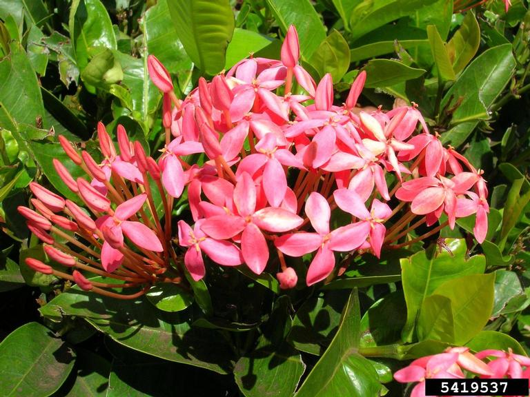 ixora (Genus Ixora L.)