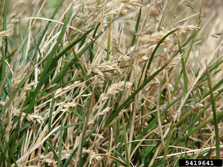 Kentucky bluegrass (Poa pratensis)