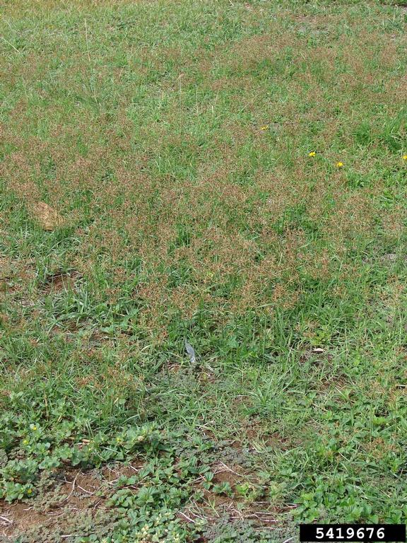 purple nutsedge (Cyperus rotundus)