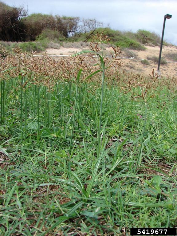 purple nutsedge (Cyperus rotundus)