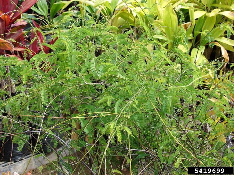 rosarypea (Abrus precatorius L.)