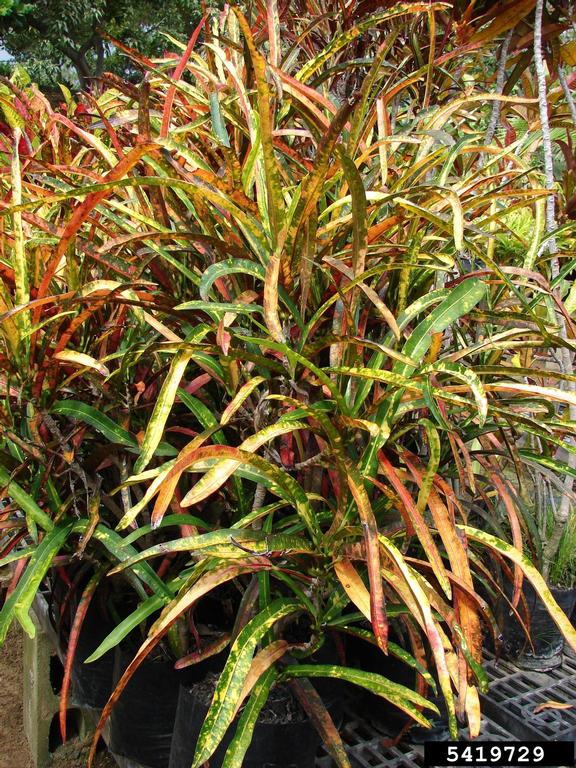 garden croton (Codiaeum variegatum)