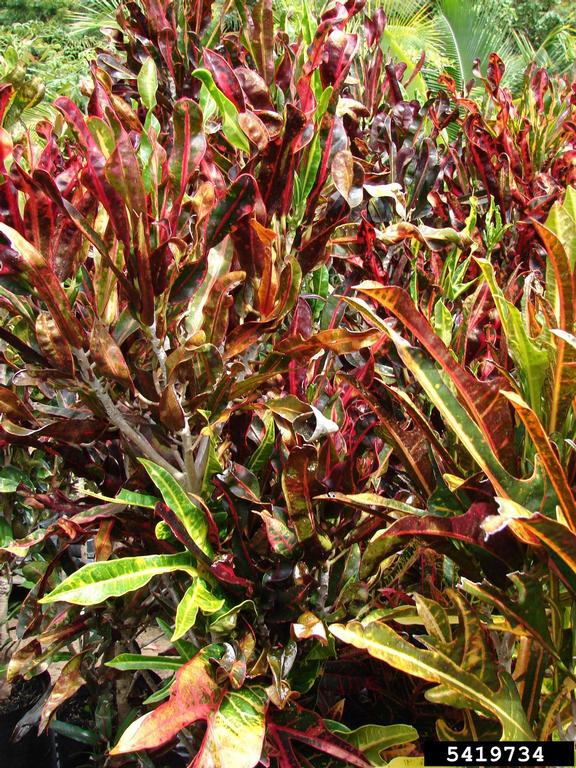 garden croton (Codiaeum variegatum)