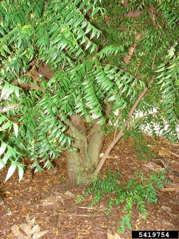 neem (Azadirachta indica Adr. Juss.)