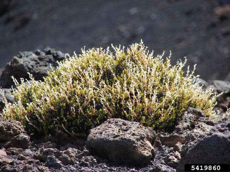 alpine catchfly (Silene struthioloides)