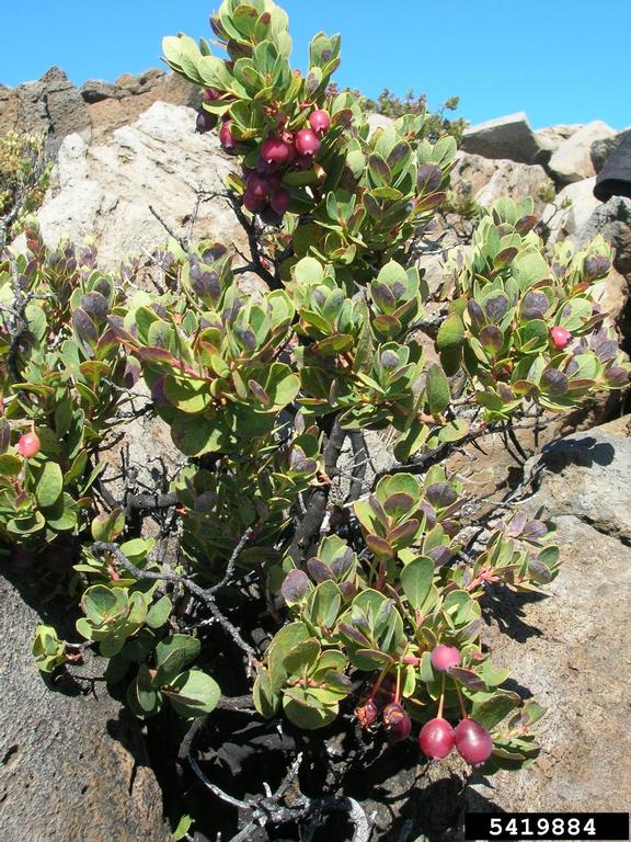 ohelo 'ai (Vaccinium reticulatum)