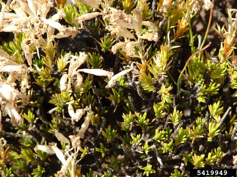 alpine catchfly (Silene struthioloides A. Gray)