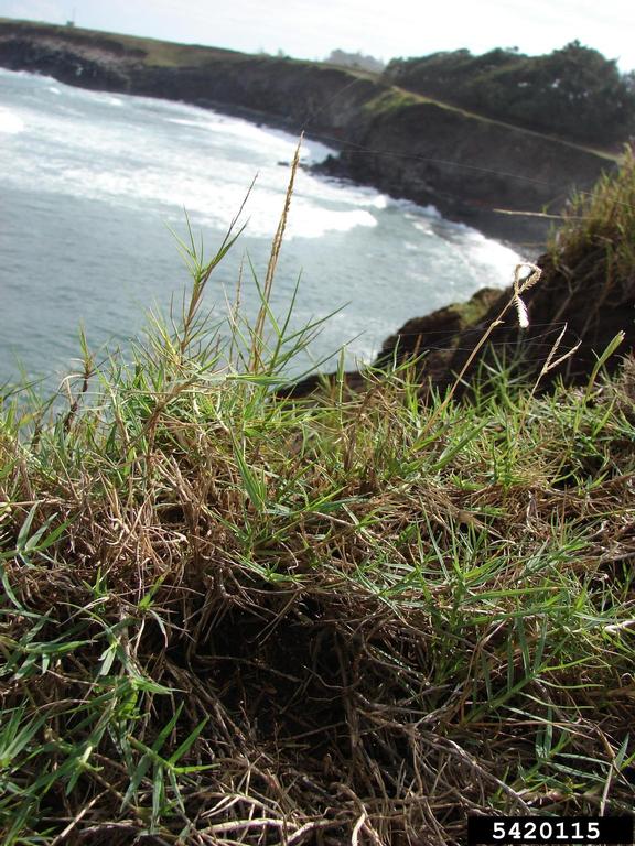 seashore dropseed (Sporobolus virginicus (L.) Kunth)