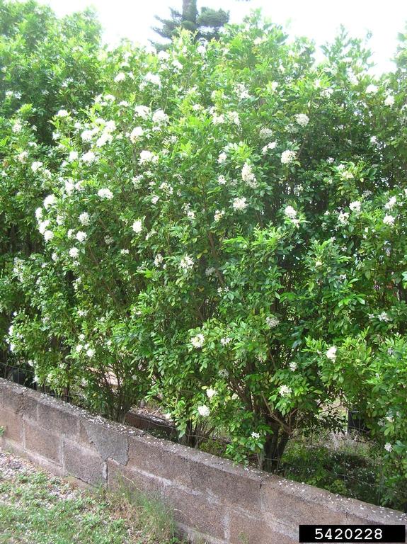 Chinese box, Murraya exotica (Sapindales: Rutaceae) - 5420228