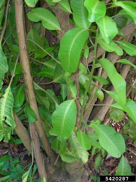 broadleaf papala (Charpentiera obovata Gaudich.)