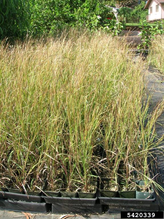 tanglehead (Heteropogon contortus)