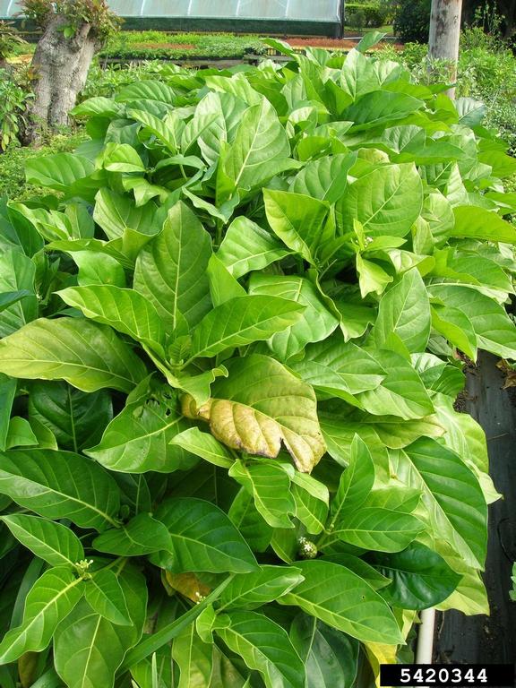 Indian mulberry (Morinda citrifolia L.)