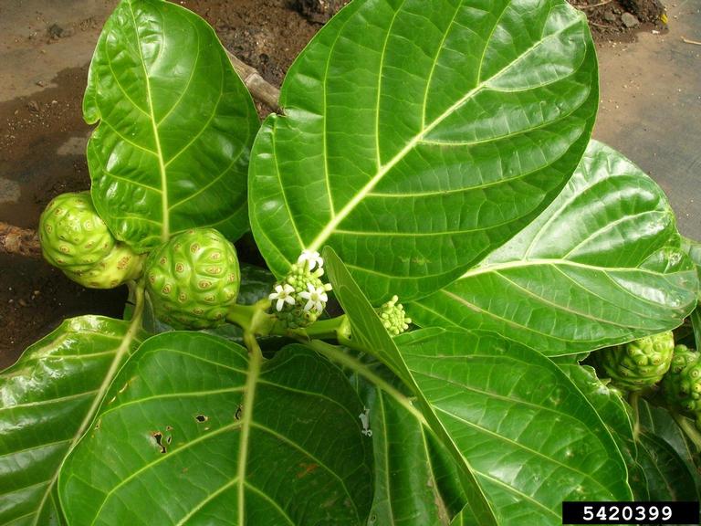 Indian mulberry (Morinda citrifolia)
