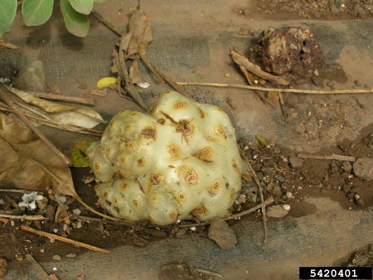 Indian mulberry (Morinda citrifolia L.)