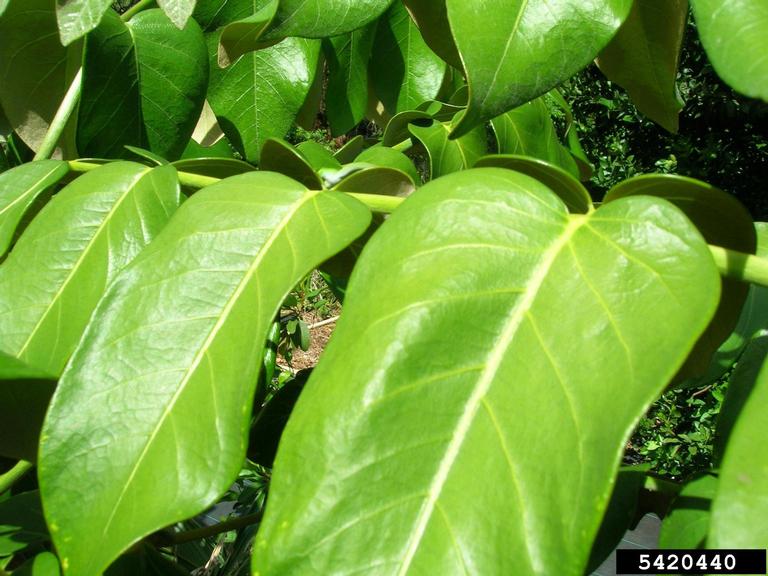 false 'ohe (Munroidendron racemosum)