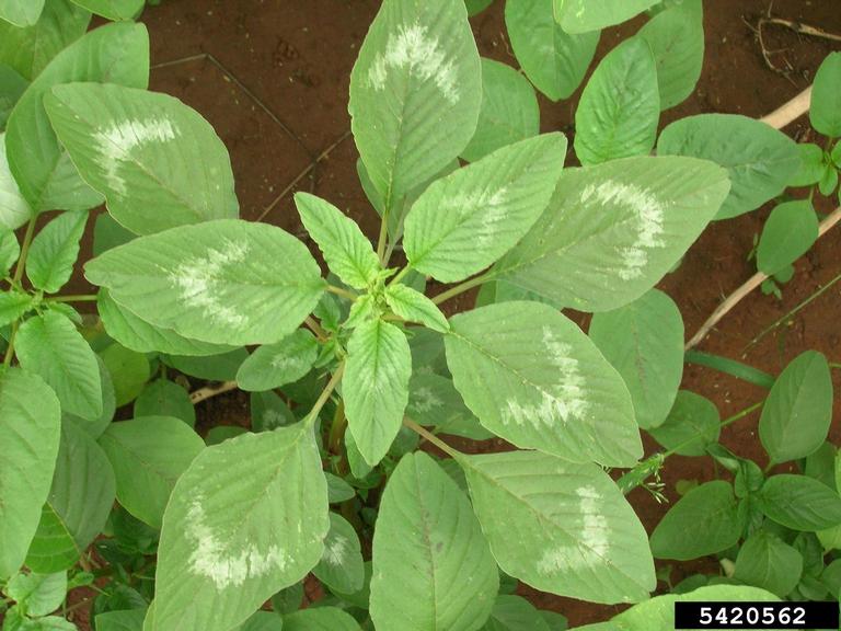 spiny amaranth (Amaranthus spinosus L)
