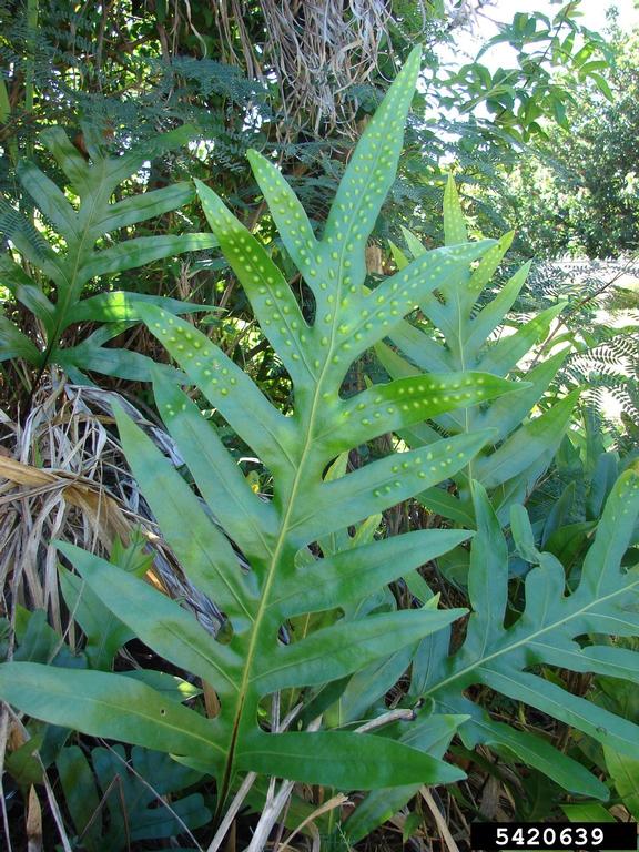 musk fern (Phymatosorus grossus (Langsd. & Fisch.) Brownlie)