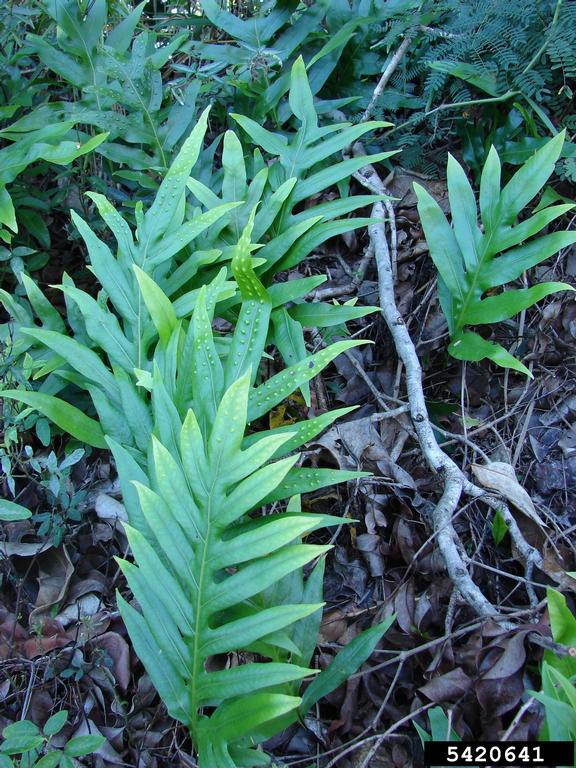 musk fern (Phymatosorus grossus)