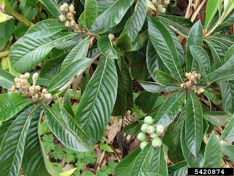 loquat (Eriobotrya japonica)
