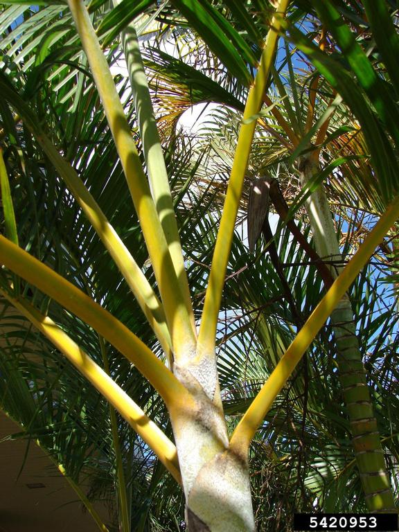 yellow butterfly palm (Dypsis lutescens)