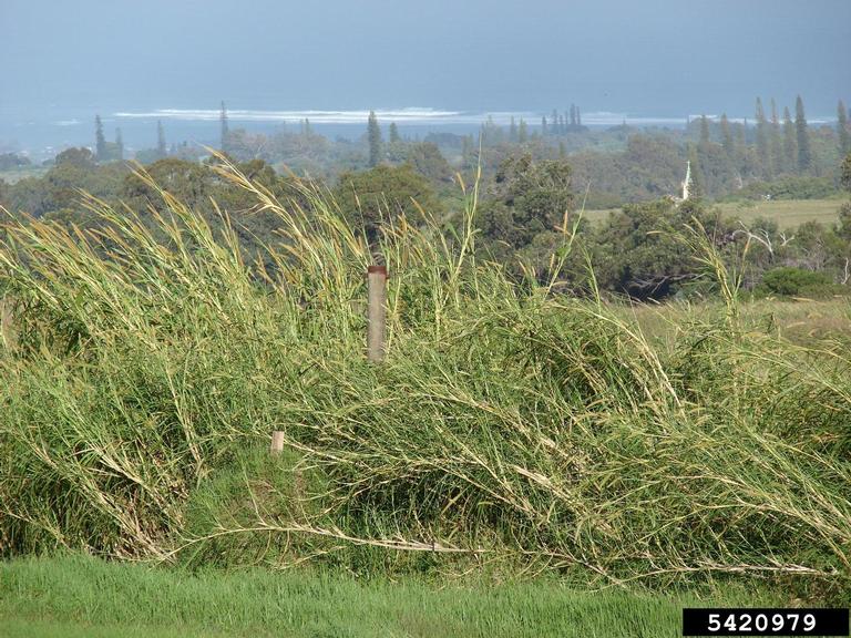 elephant grass (Cenchrus purpureus (Schumach.) Morrone)
