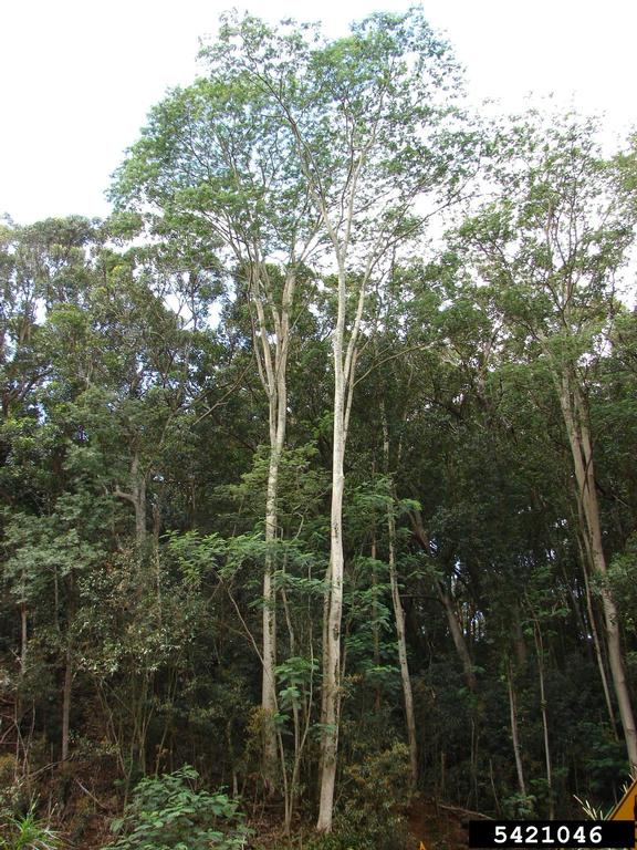 peacocksplume (Falcataria moluccana (Miquel) Barneby & Grimes)