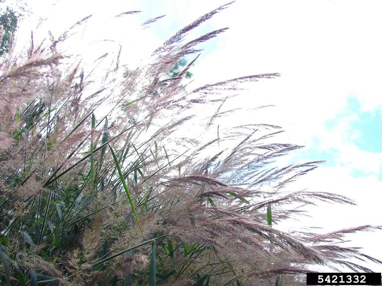 Molasses Grass