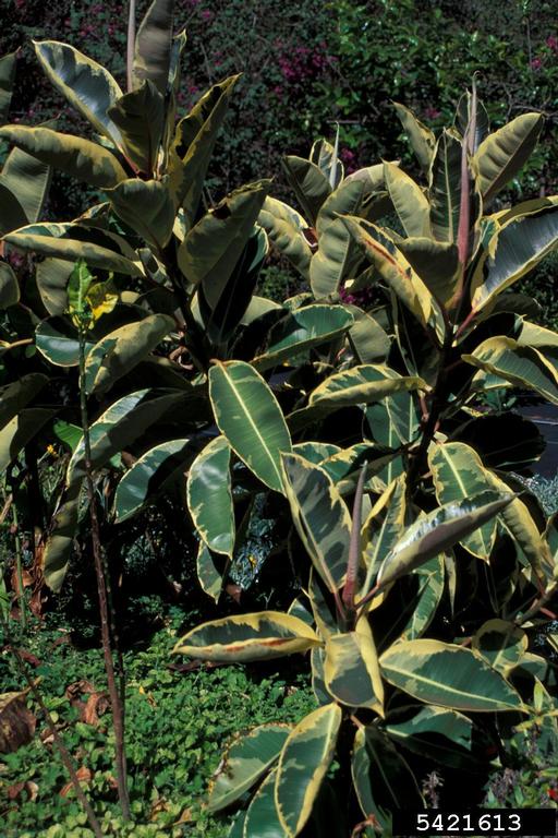 Indian rubberplant (Ficus elastica Roxb.)
