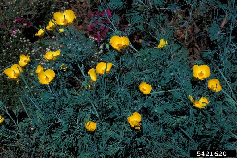Mexican tulip poppy (Hunnemannia fumariifolia Sweet)