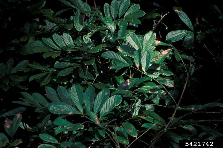 derris (Derris elliptica (Wallich) Benth.)