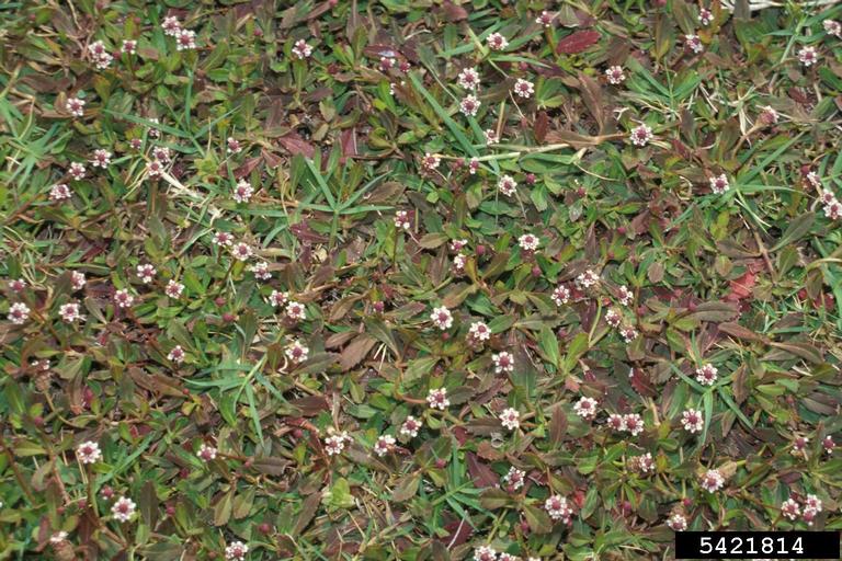 mat lippia (Phyla nodiflora)