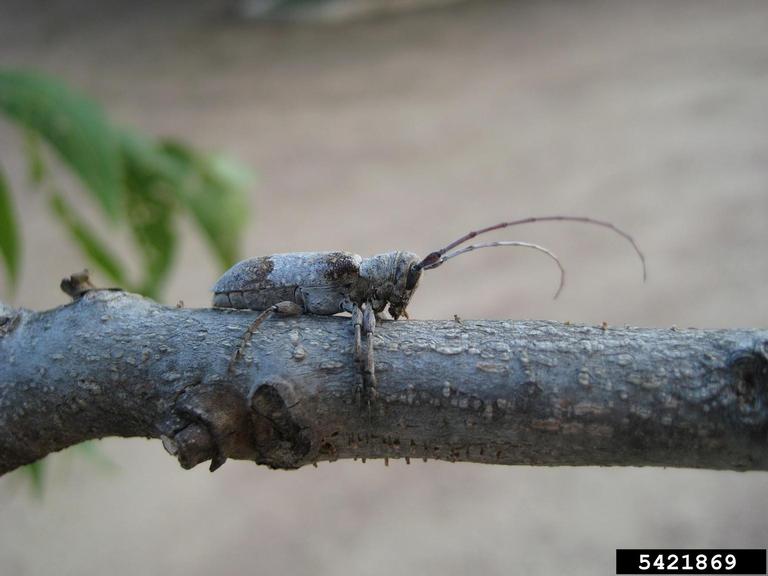 twig girdler (Oncideres cingulata)