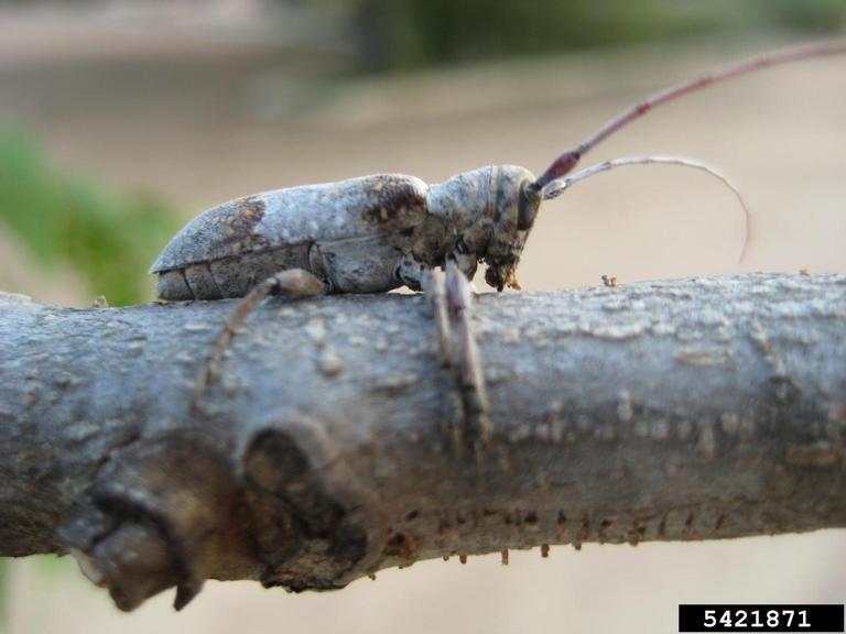 twig girdler (Oncideres cingulata)