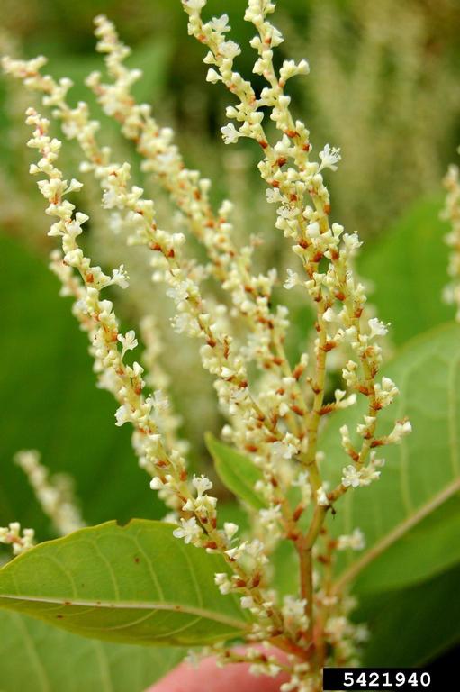 IPSF/Polygonum cuspidatum - Bugwoodwiki