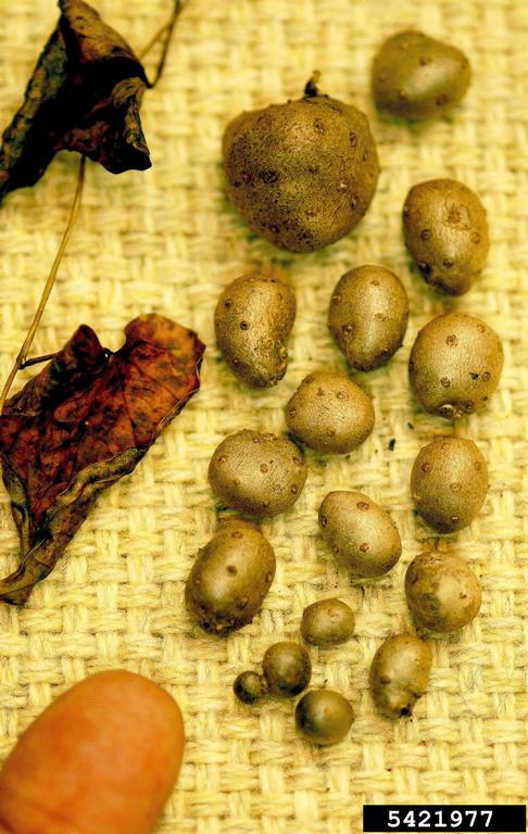 Chinese yam (Dioscorea polystachya)