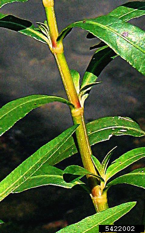 alligatorweed (Alternanthera philoxeroides)