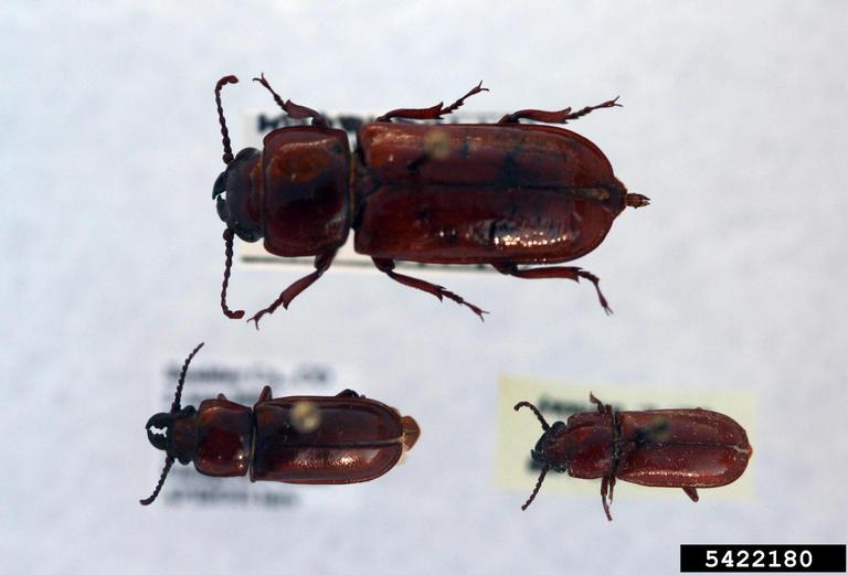 pole borer (Neandra brunnea (Fabricius, 1798))