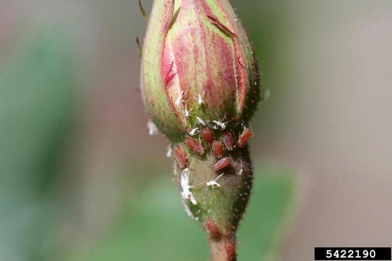 rose aphid (Macrosiphum rosae (Linnaeus, 1758))