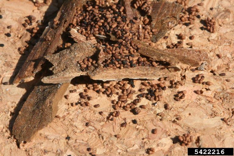 western drywood termite (Incisitermes minor)