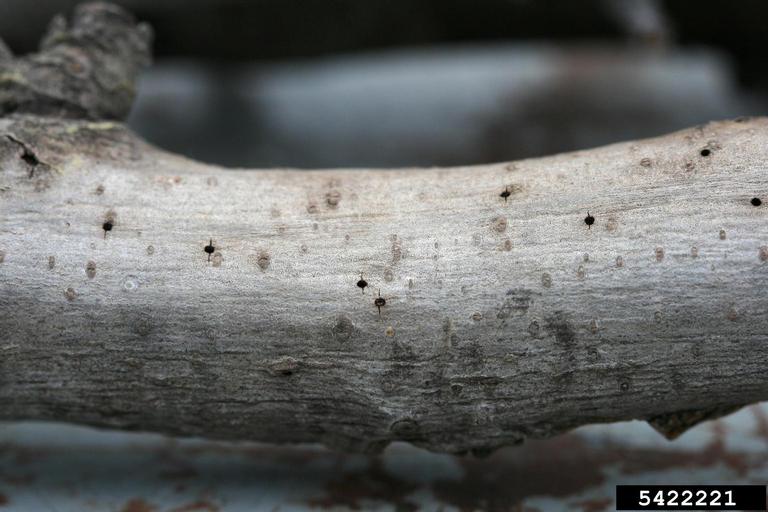 walnut twig beetle (Pityophthorus juglandis Blackman, 1928)