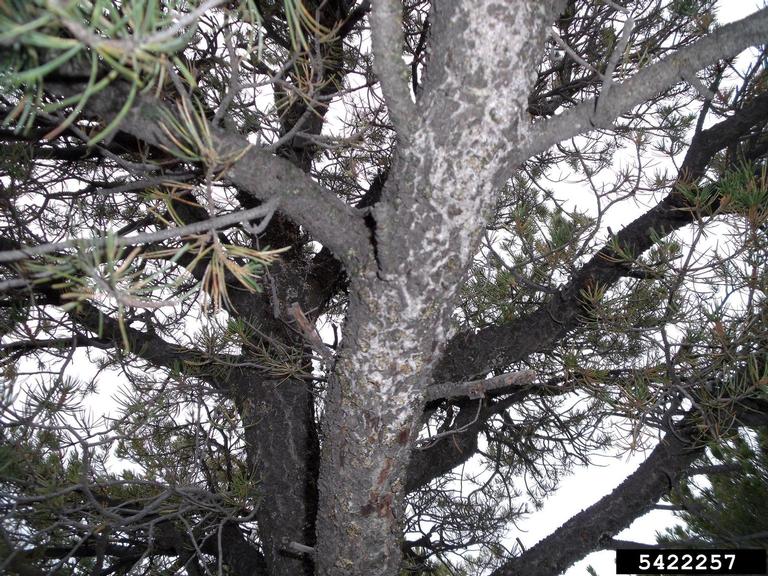 pinyon needle scale (Matsucoccus acalyptus)