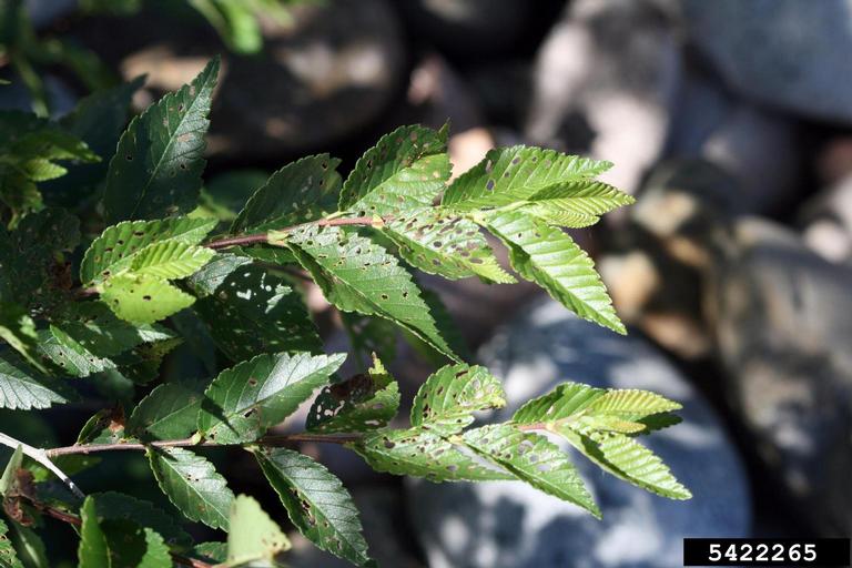 European elm flea weevil (Orchestes alni (Linnaeus, 1758))