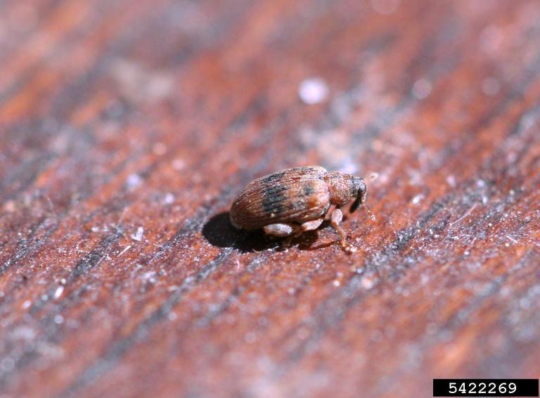 European elm flea weevil (Orchestes alni (Linnaeus, 1758))